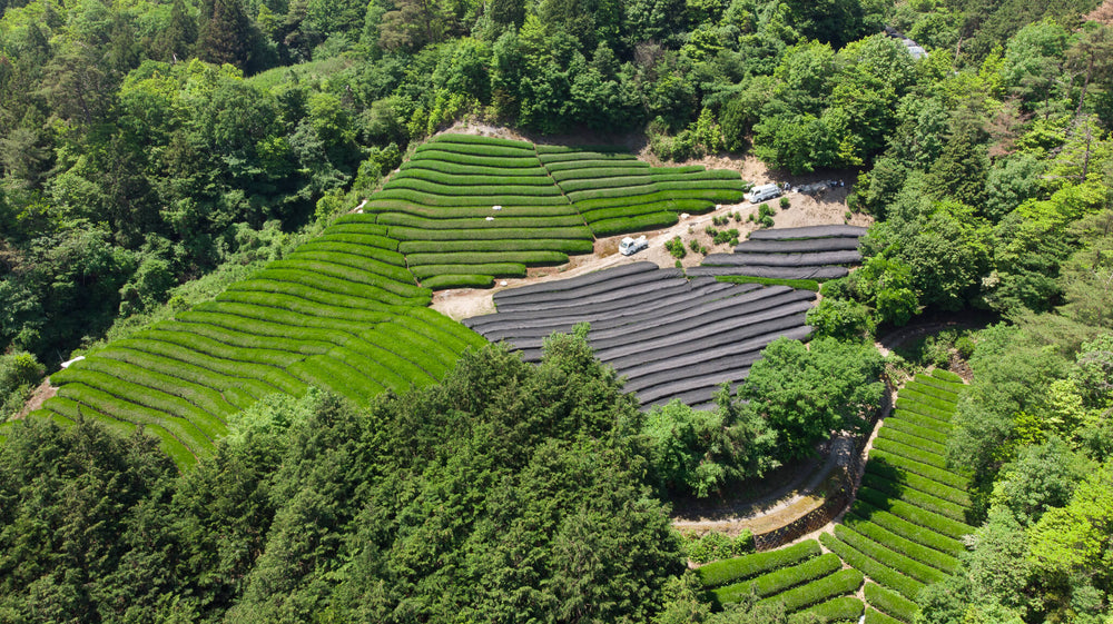 Our Matcha – Best Japanese Matcha